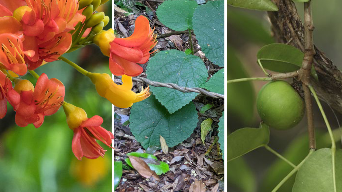 The Poisonous Path: The World's Deadliest Plants - Langerhans Cell ...