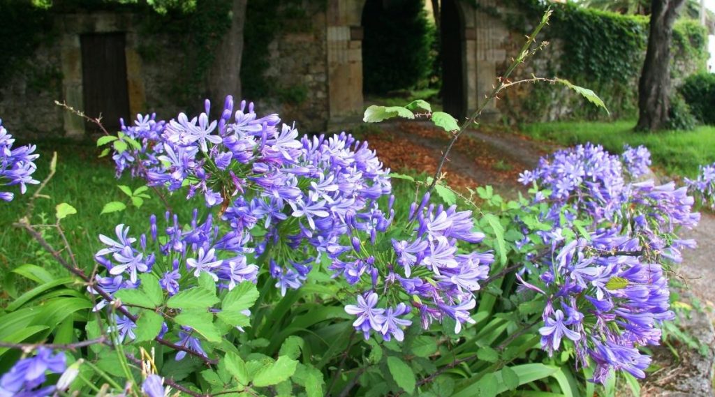 African Lily: The Elegant and Hardy Garden Bloomer - Langerhans Cell ...