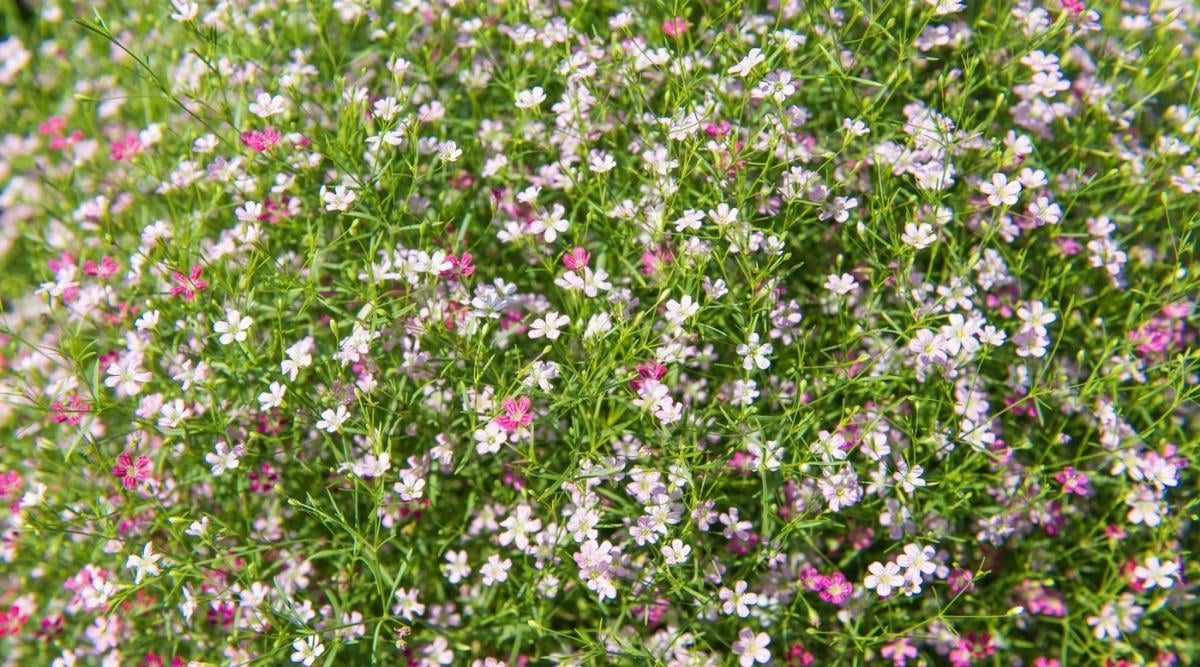Baby’s Breath: The Timeless Beauty of Small White Blooms - Langerhans ...